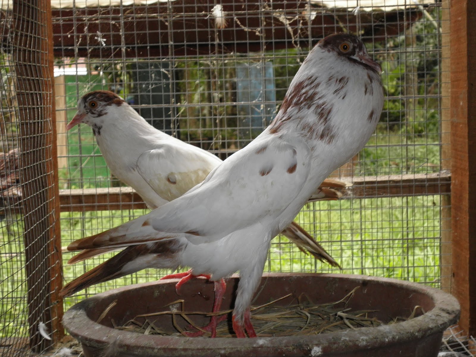 Pigeon Kelantan