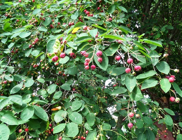 Winterberry Farm Primitives Garden Blog