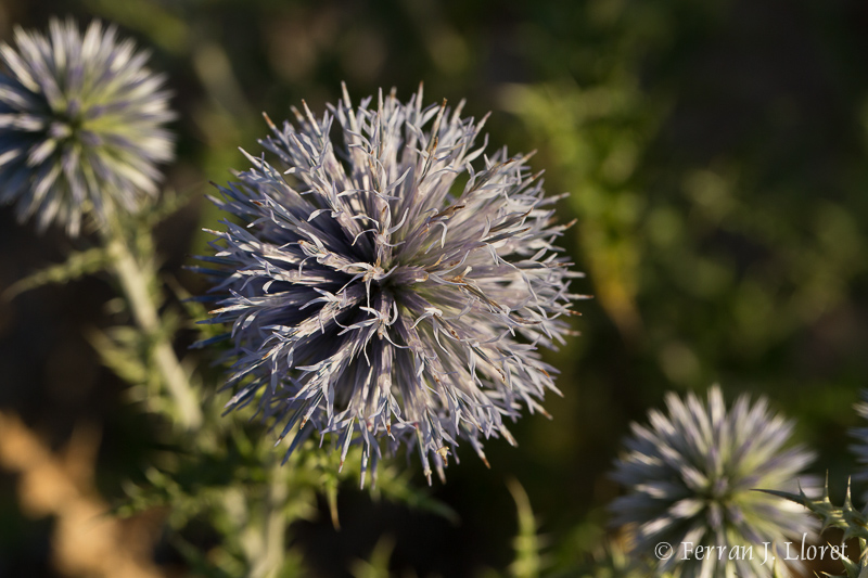 Flora de la Ribera d'Ebre: Panical blau