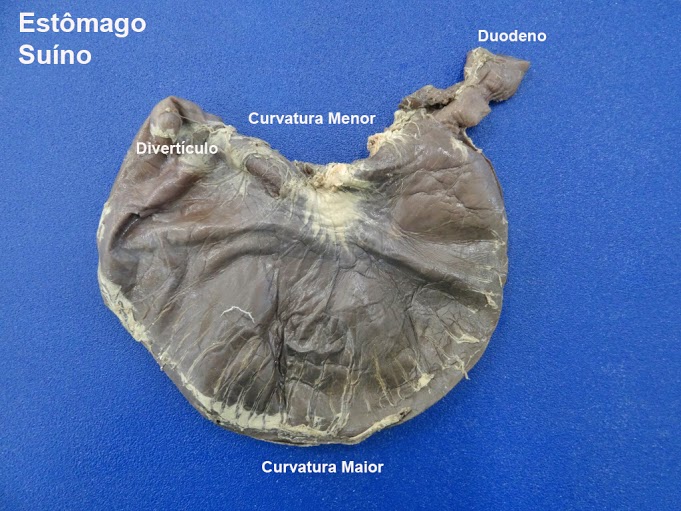 AnatoVet: SISTEMA DIGESTÓRIO - FARINGE, ESÔFAGO E ESTÔMAGO