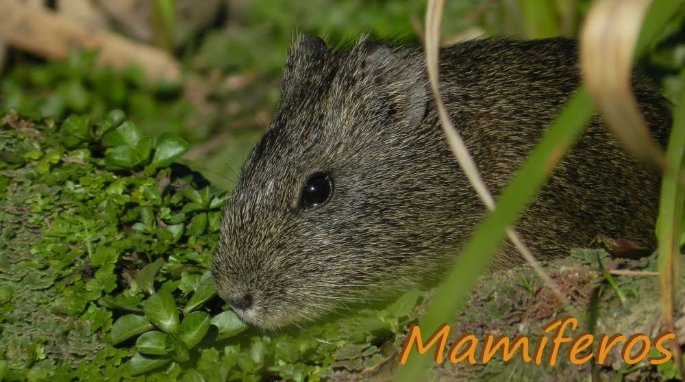 MAMIFEROS: Ctenomys pearsoni - Tucu tucu de Pearson.