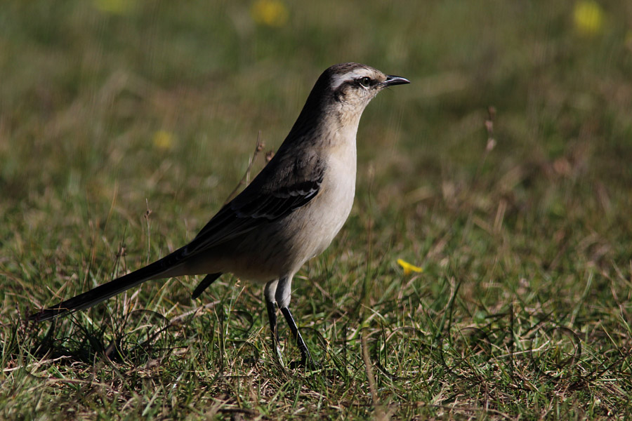 JORGE BARCALA CAMPO: Calandria