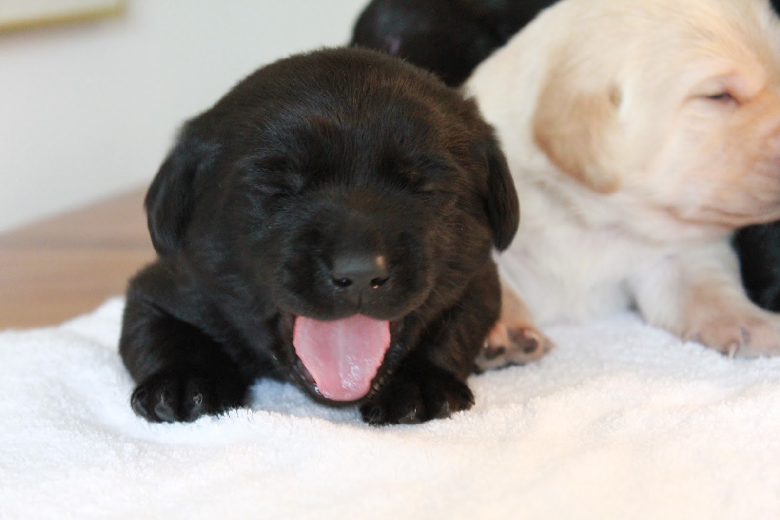 Lucca: Labrador Formel Hvalpe til salg