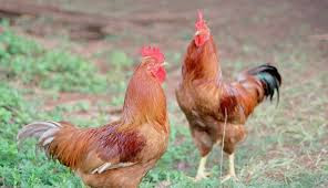 Ibyiza byinshi byo kurya inyama z'inkoko. - Imvano y'iby'ingenzi