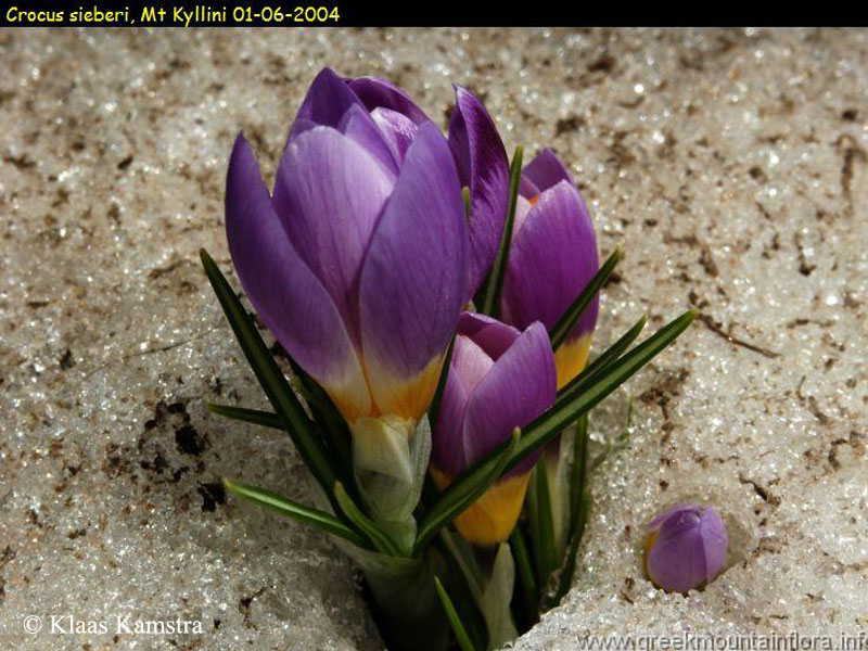 The Country Of Crocuses: Crocus sieberi subsp. sublimis (C. atticus ...