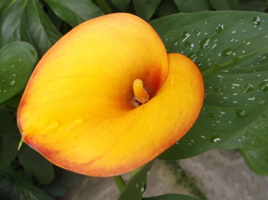 Future Plants by Randy Stewart: Calla