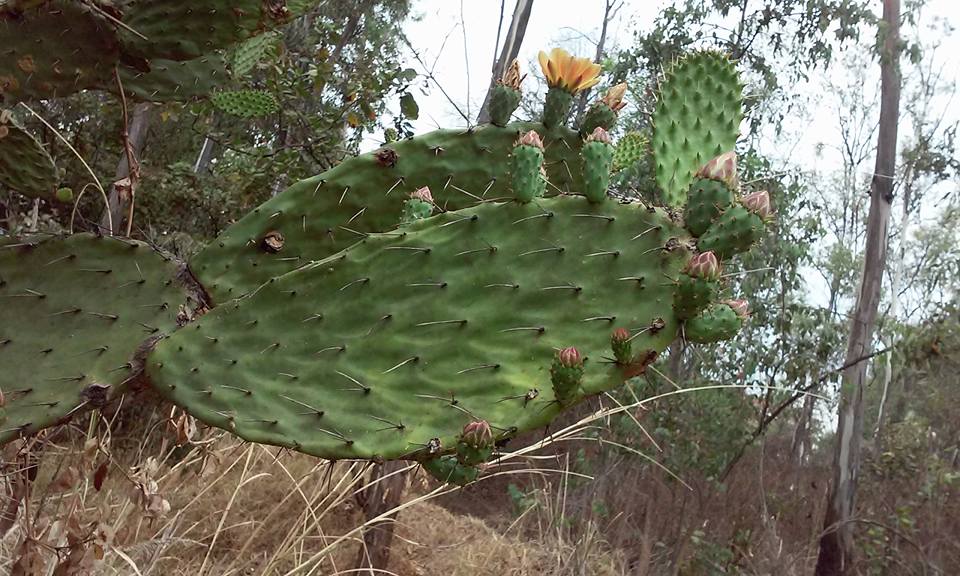 Jardín Botanico del Instituto de Biología de la UNAM
