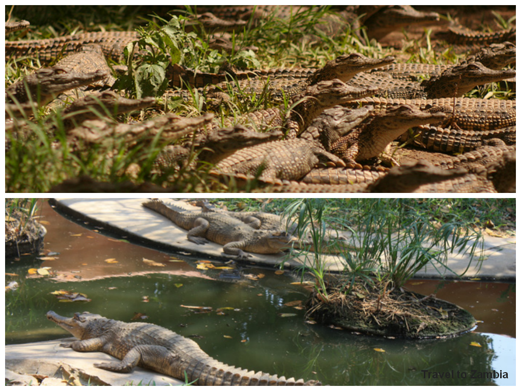 TravelZambia..,Lets Explore!!!: KALIMBA REPTILE PARK (KALIMBA CROCODILE ...
