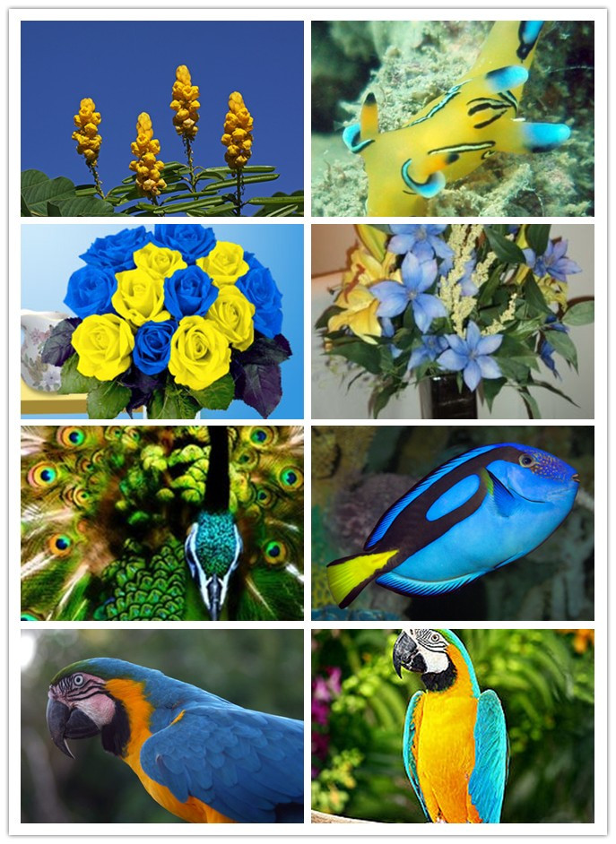 remyou4ever: Yellow and Blue Combination