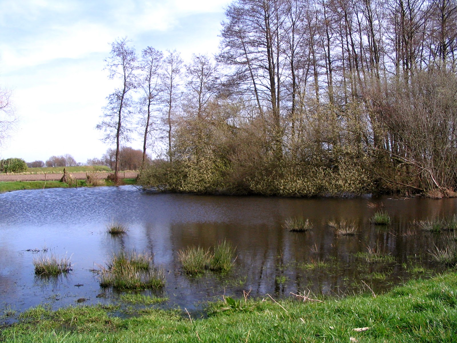 Weert en natuur: Rietpeel in Leuken.