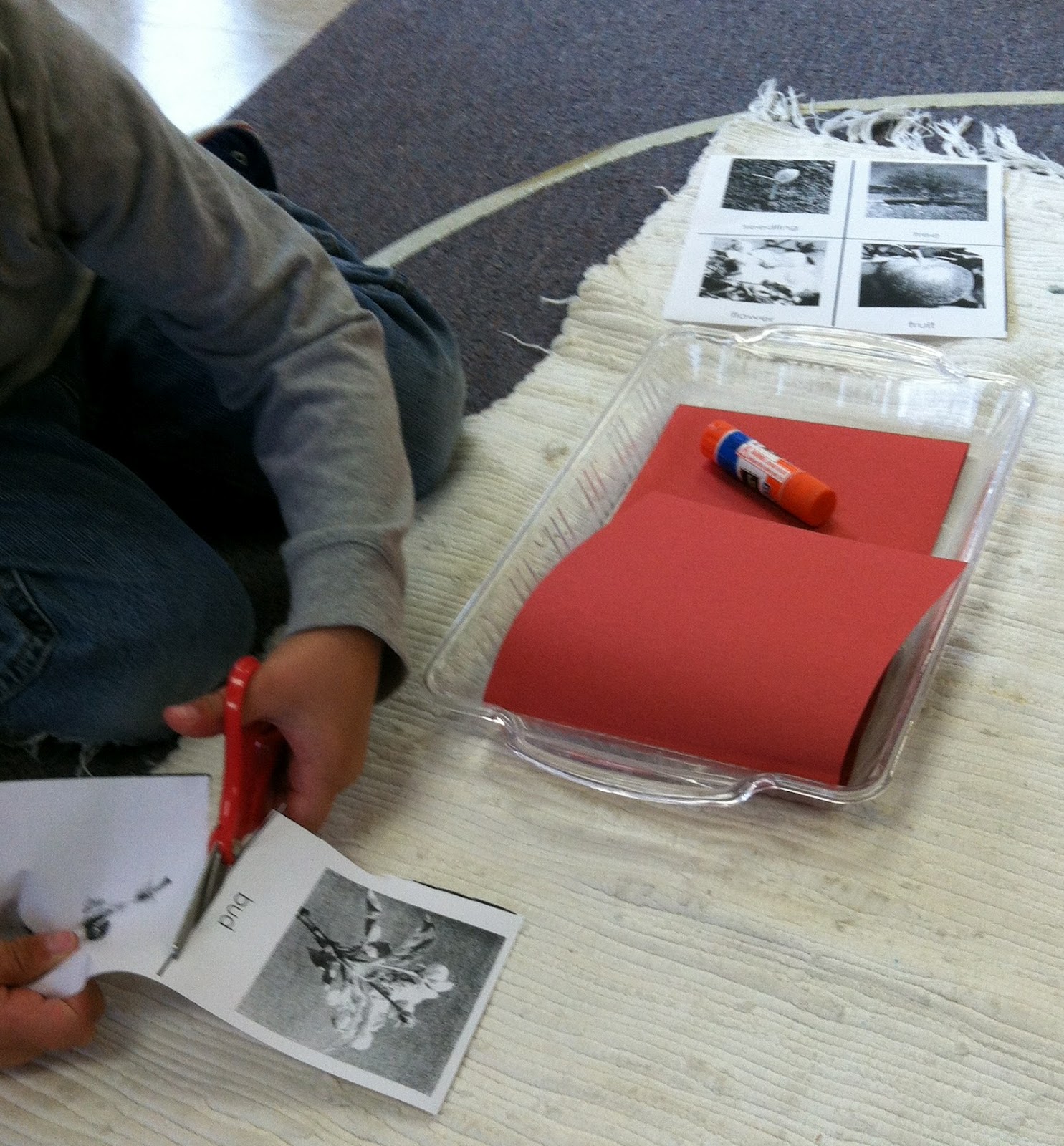 Crazy About Montessori: Life Cycle of an Apple Tree