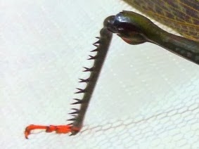 Need Greaters in South America - Pete and Sandra Kerry: November 2013 ...