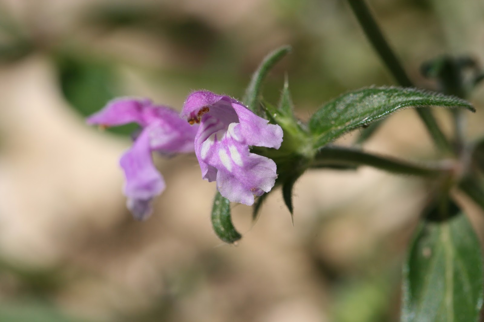 Red Hemp-nettle and another mass flowering