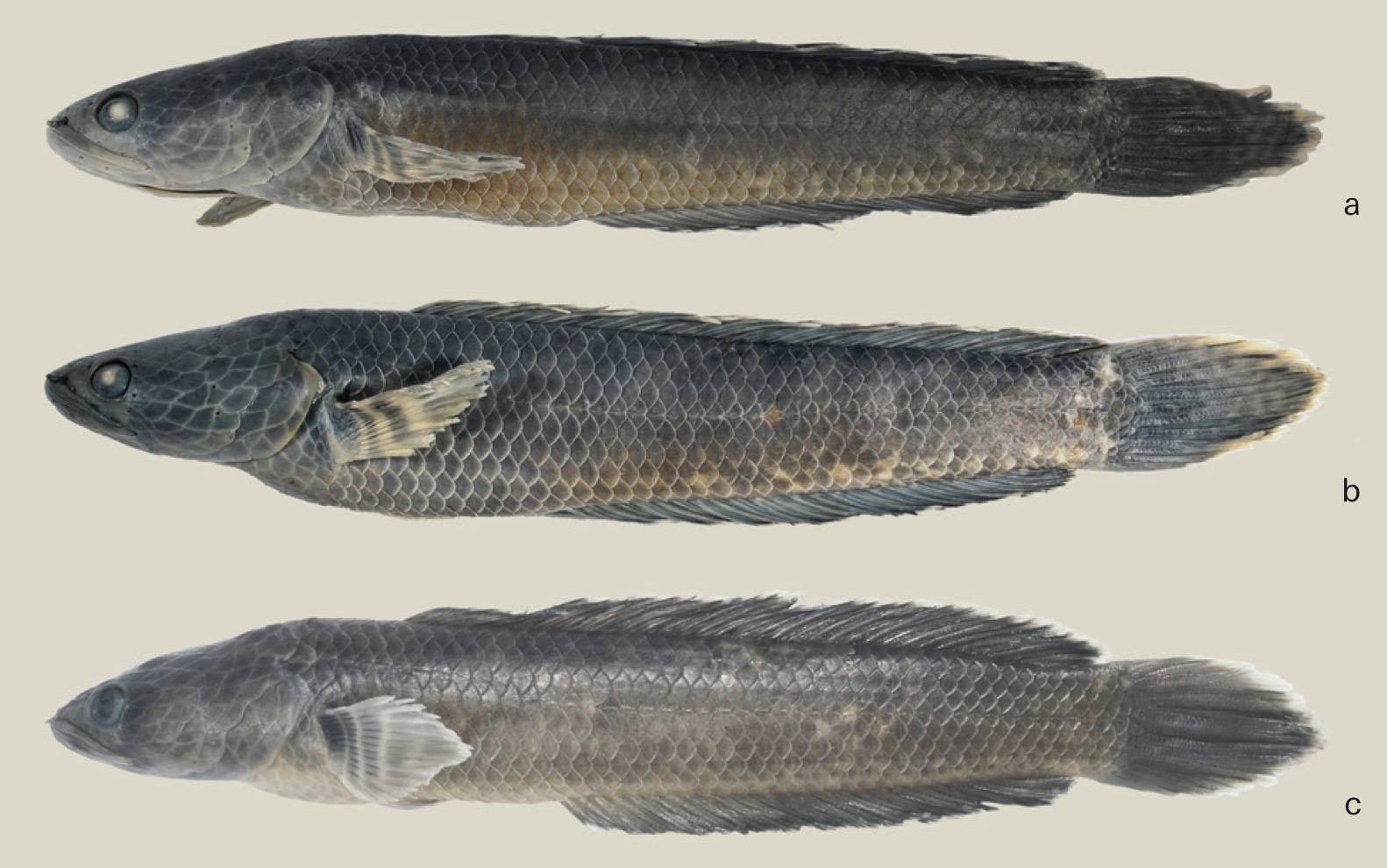 Species New to Science: [Ichthyology • 2017] Channa shingon • A New ...