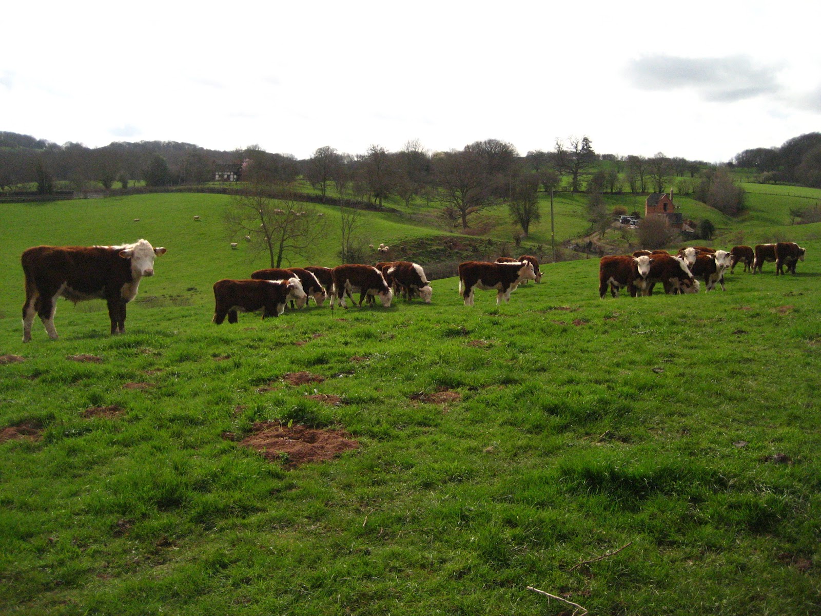 Walking the Chesters: Worcester - Elgar, Swans and Daffodils