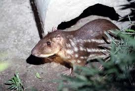 ECOSISTEMAS DE COSTA RICA: BOSQUE TROPICAL PLUVIAL MONTANO BAJO