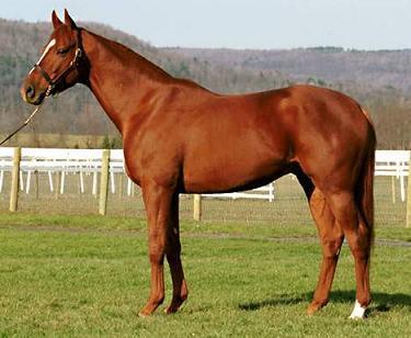 Clasificación de caballos: IMAGENES DE LOS DISTINTOS COLORES DE CABALLOS