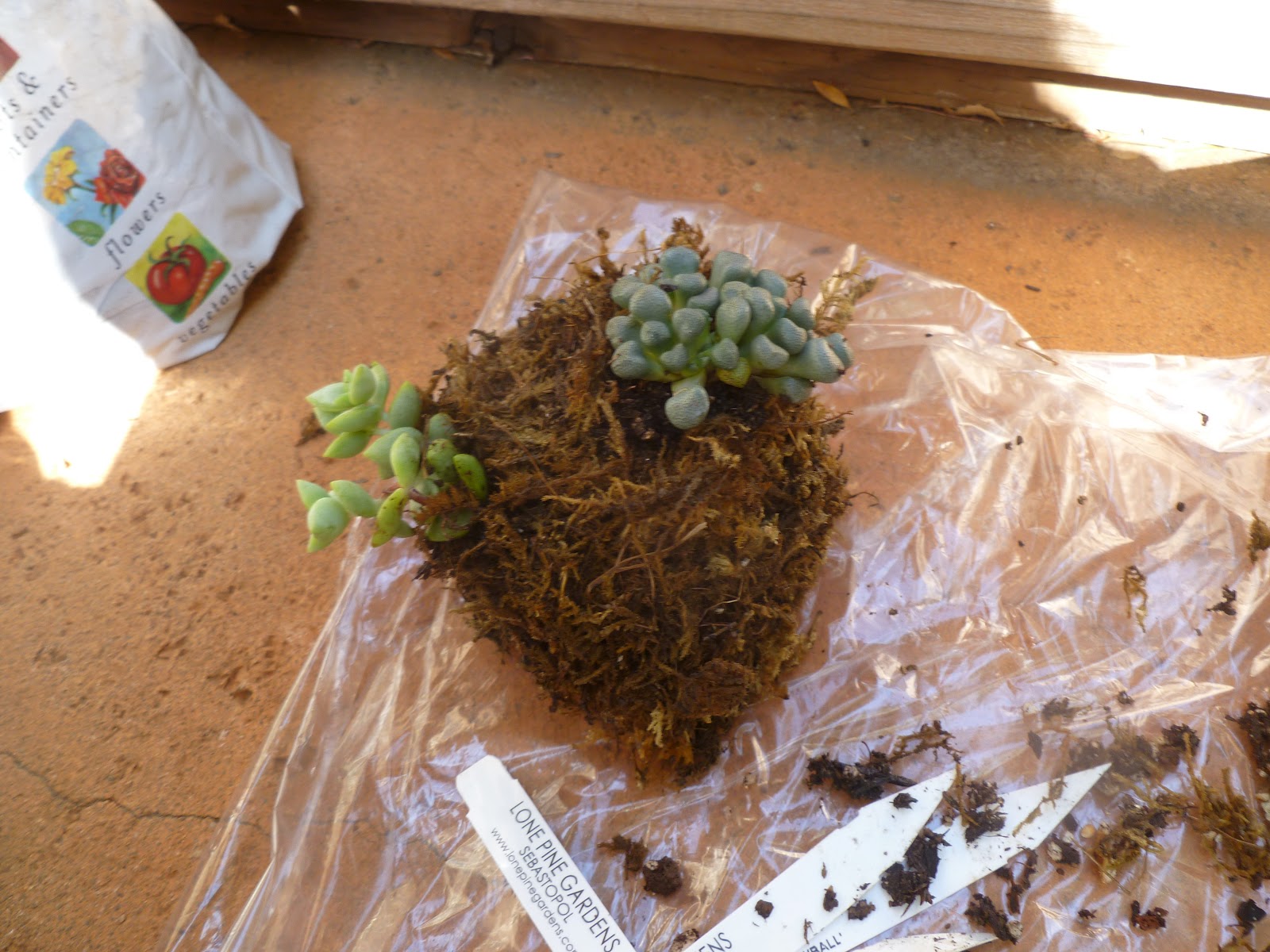 My Next Mess: Kokedame (Japanese String Garden)