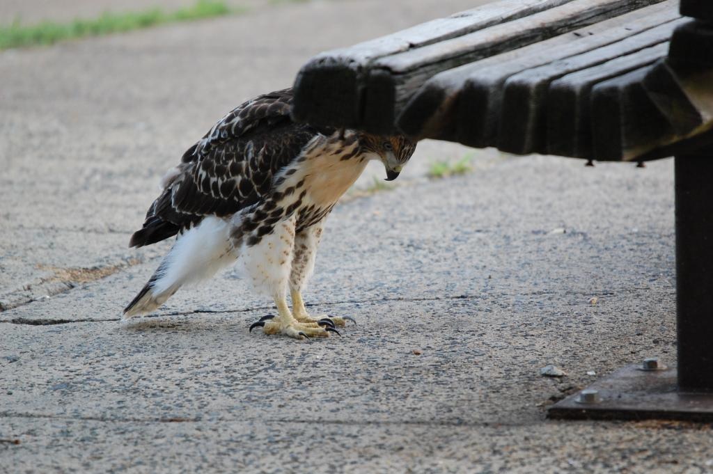 Hawkwatch at the Franklin Institute: Another eyass fledges... and a ...