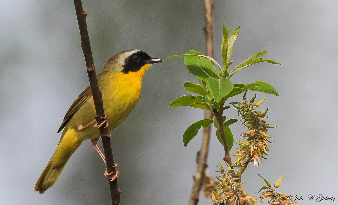 Nature's Splendor: Country Birds