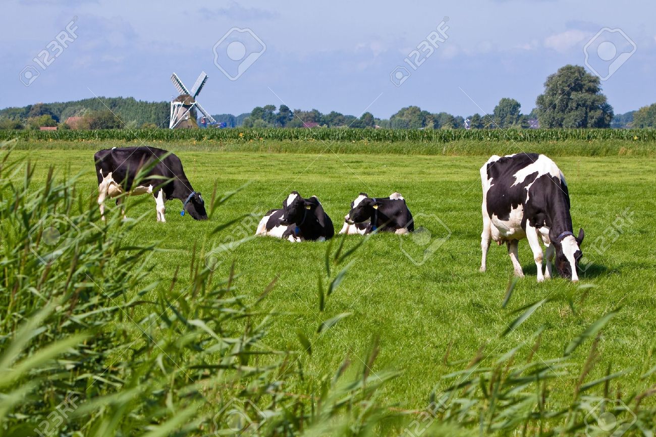 La Vida es bella: Que es el Pastizal