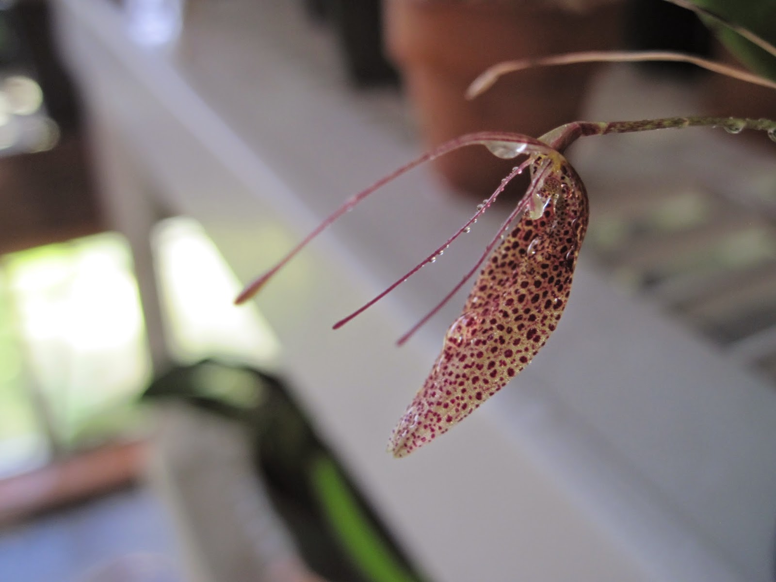 Umpqua Orchid Society: This and That