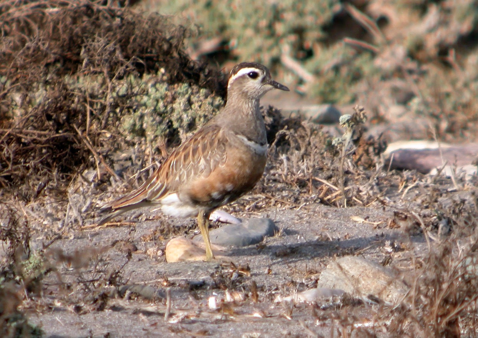 Aves y Fotografía de Naturaleza: Chorlito Carambolo, Charadrius ...