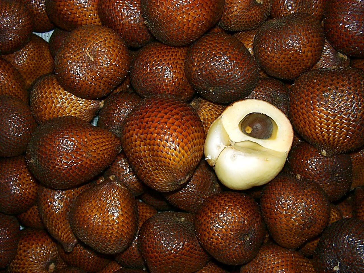 salak pondoh asli