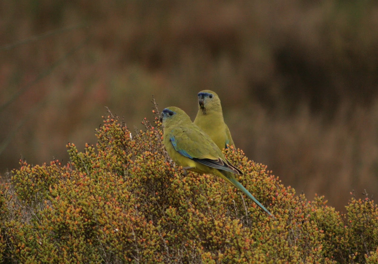 In search of the Orange-bellied Parrot