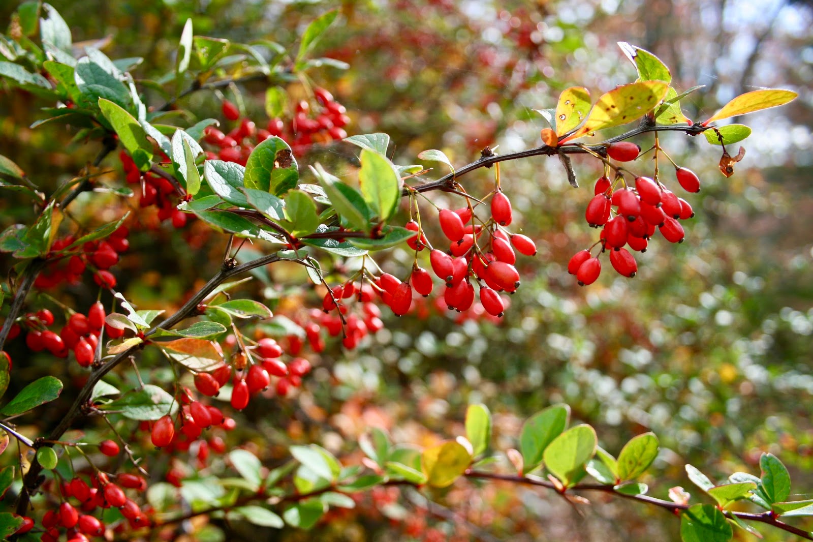 Amy's Creative Pursuits: The Garden In Fall