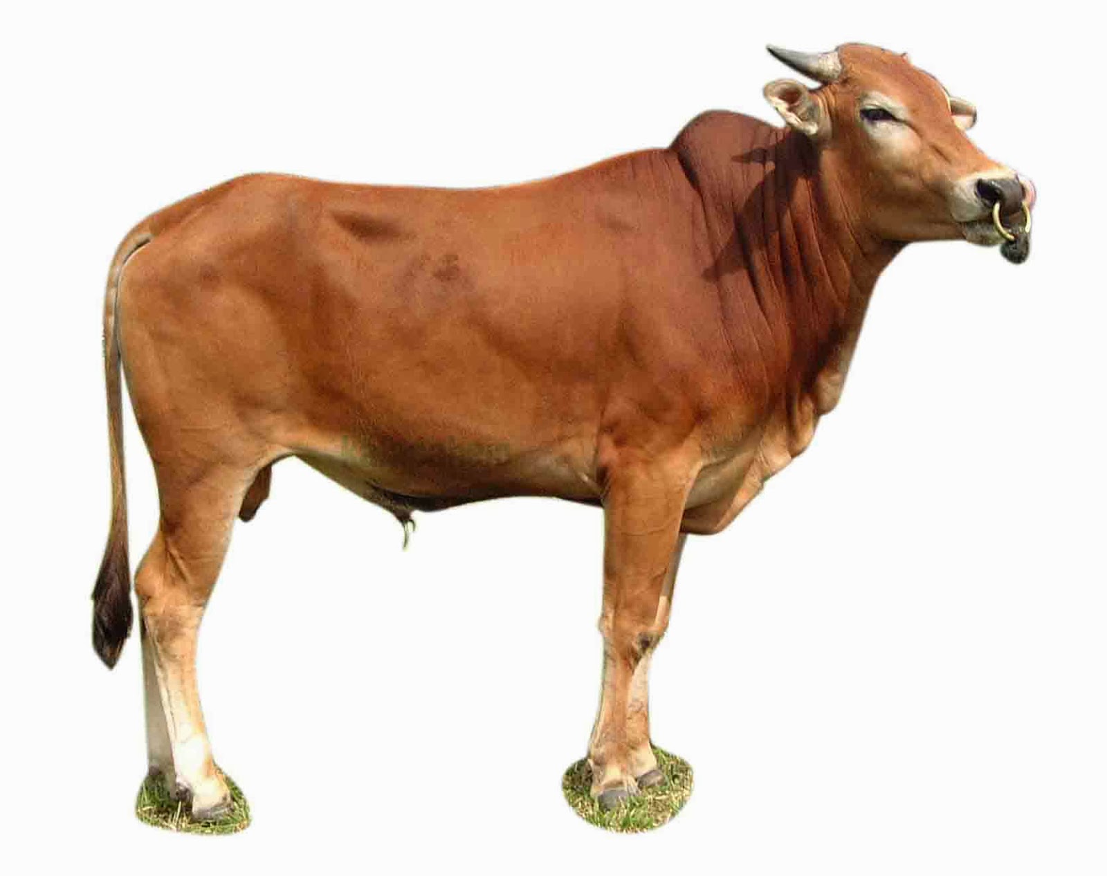 bagi yang mau gambar sapi qurban untuk background spanduk/banner idul ...