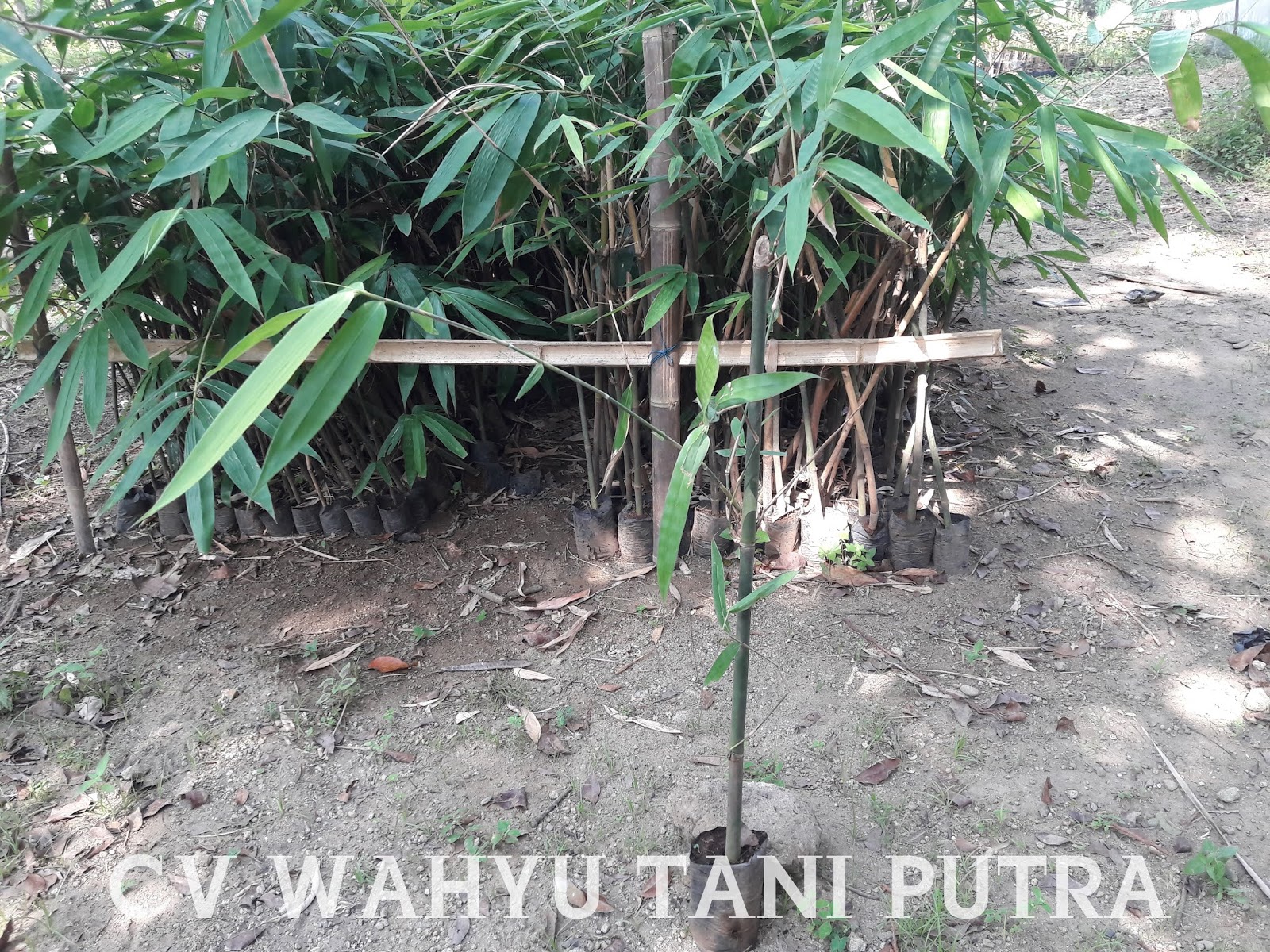 Bibit Bambu Tali/ Bambu Apus | CV. WAHYU TANI PUTRA