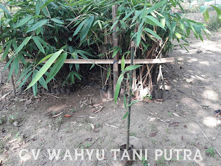 Bibit Bambu Tali/ Bambu Apus | CV. WAHYU TANI PUTRA