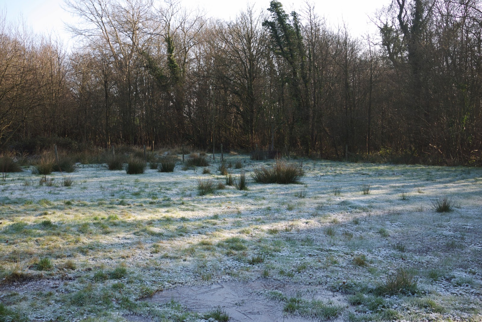 the green lady: A walk through Combe Haven Valley