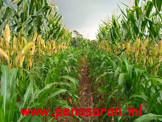 CARA TANAM JAGUNG DENGAN HASIL MELIMPAH - BAGUS ARLEGA