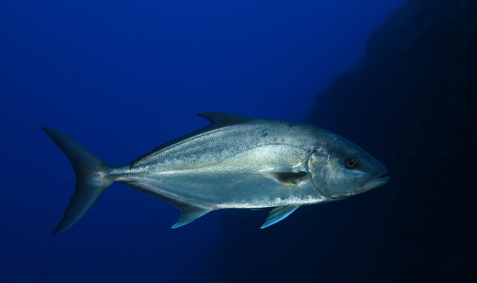 Mergulho num dos melhores spots da Europa, Ilhéus das Formigas Açores