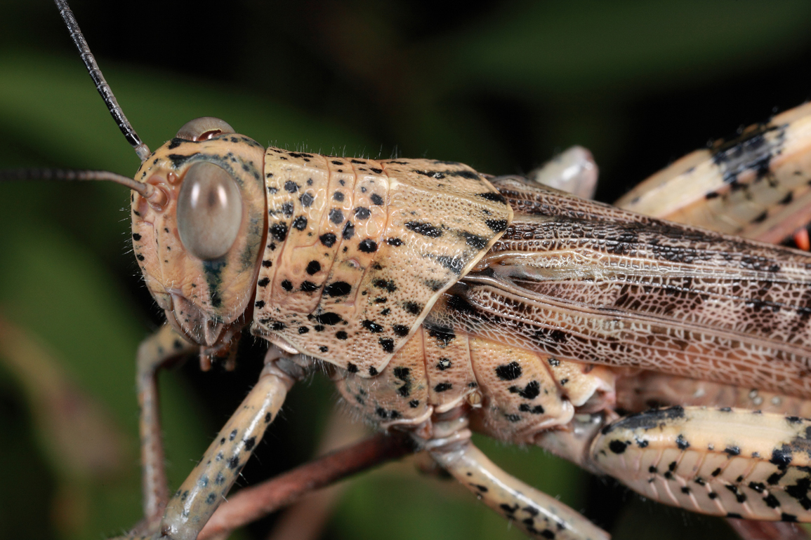 BunyipCo: April 2013