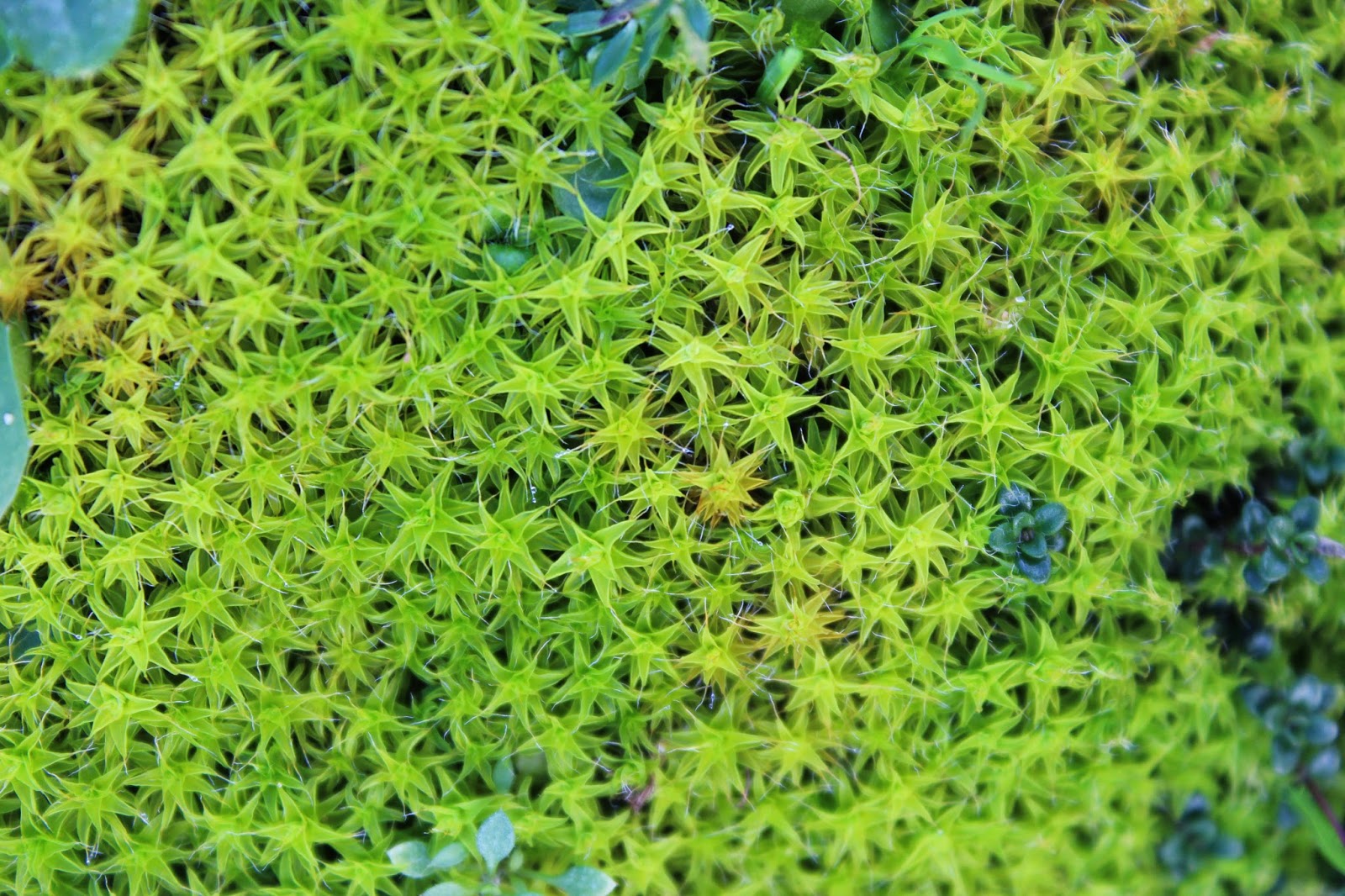 Wild Life: Sand-hill Screw Moss