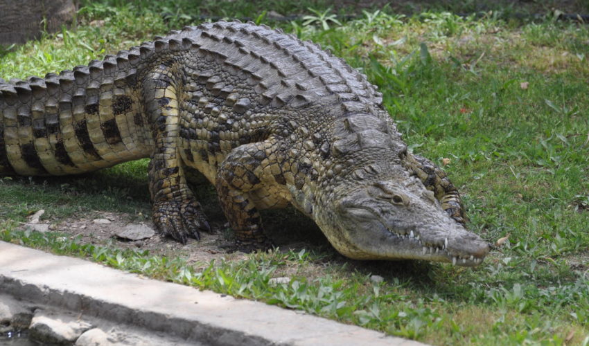 Oppdag Fisk!: Nilkrokodille/Nile Crocodile/Crocodylus Niloticus (Ferskvann)