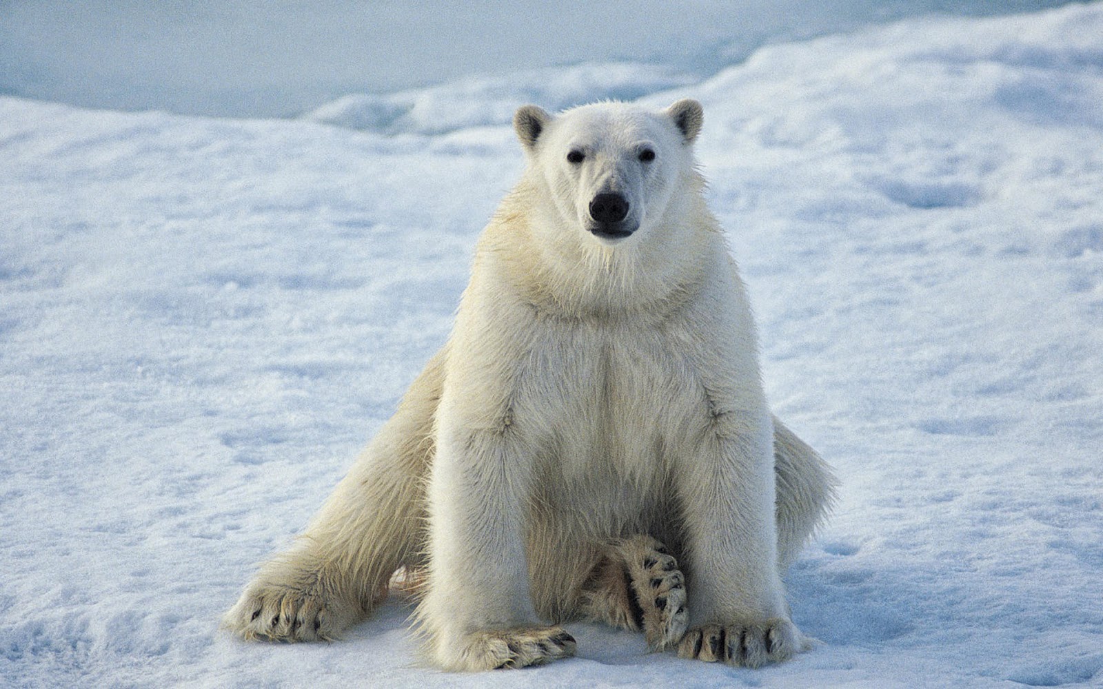 Polar Bears Animals Amazing Facts Latest Pictures The Wildlife polar-bears-animals-amazing-facts-latest-pictures-the-wildlife