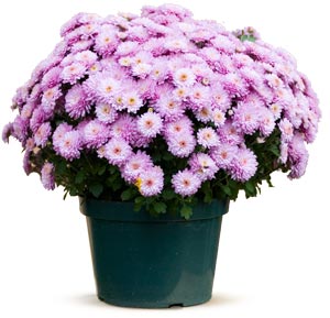 My Brillian Design: Pictures of landscaping with mums