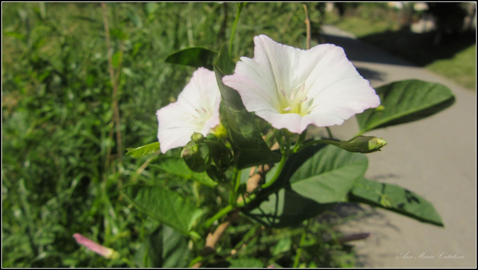 Lumea văzută din Turda: Volbură, rochița-rândunicii (Convolvulus ...