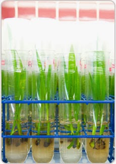 Bursa Dummy: TSH: Wakuba To Make The Difference?