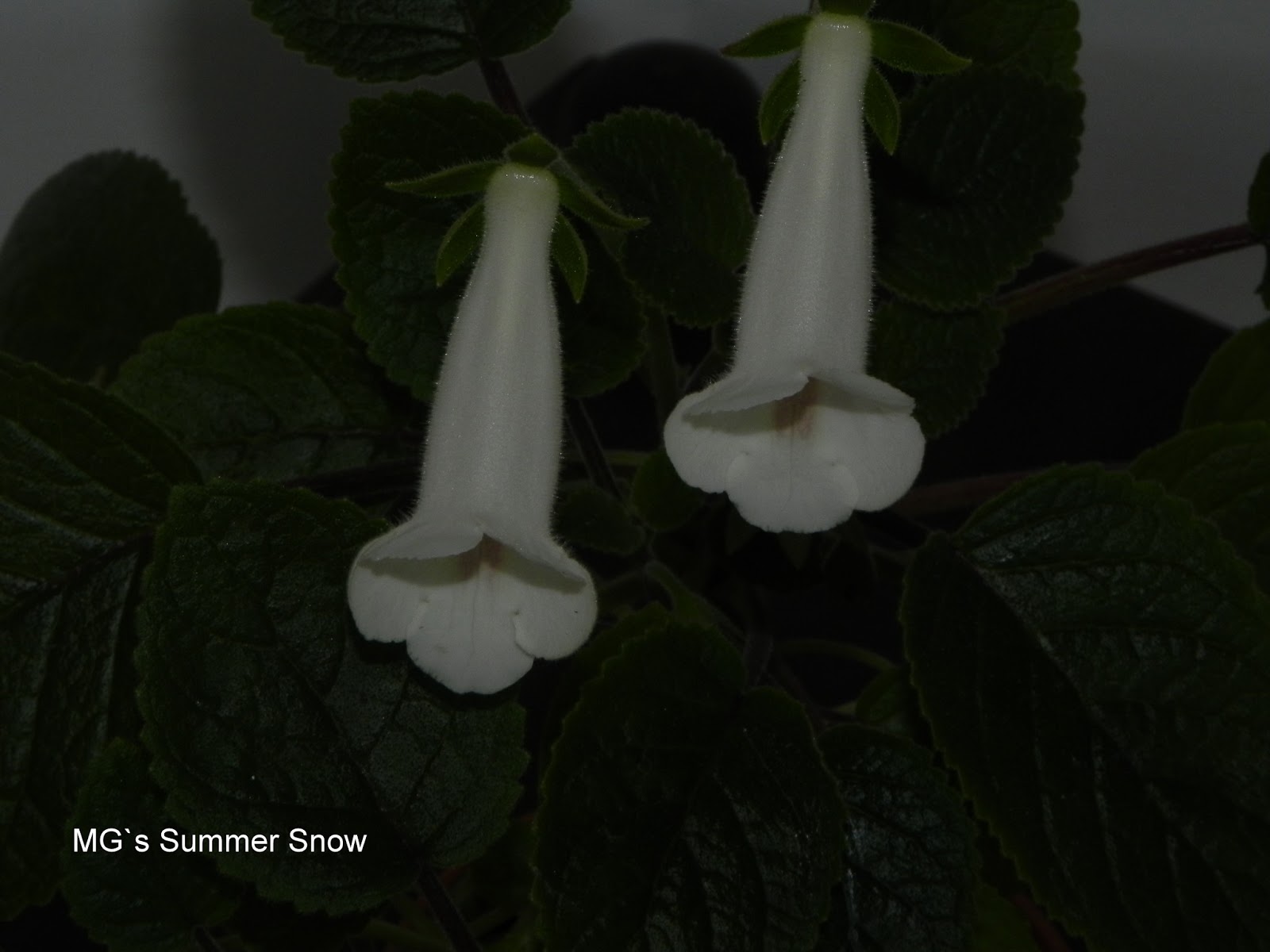 My passion: Plants: Sinningia & Mini sinningia my hybrids - MG`s sinningia