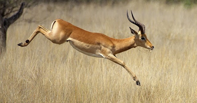 Informacion sobre Antílopes: ¿Qué son los Antílopes?