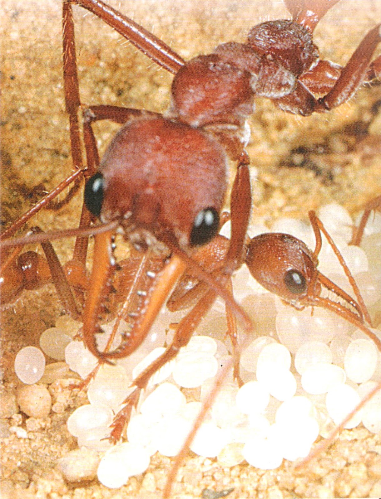 Zoológico Virtual do Koba: Formiga Bulldog