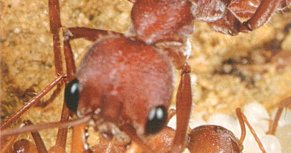 Zoológico Virtual do Koba: Formiga Bulldog