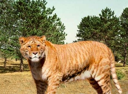The Adventure's Of Ralph: If you love Ligers!