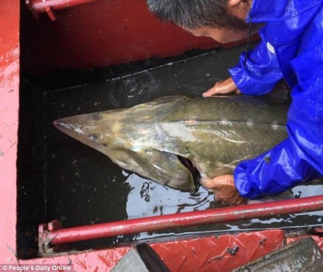 Fishermen Shocked After Catching A Vicious And Carnivorous Fish In ...