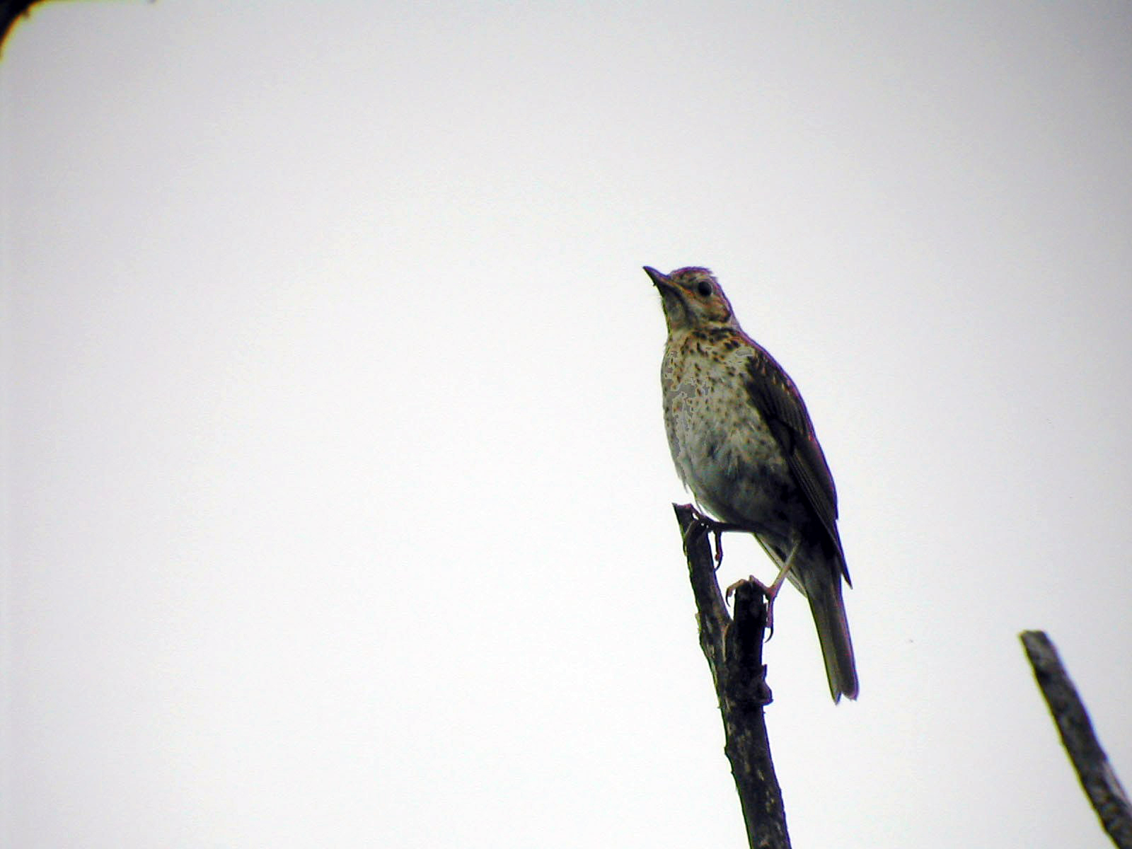 Sociedad de Ornitología Ugatza Ornitologia Elkartea: Arroz con Zorzales ...